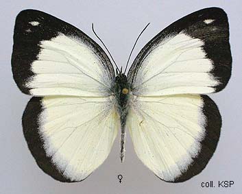 Papua Insects Foundation (Lepidoptera/Pieridae/Pierinae(Cepora perimale)